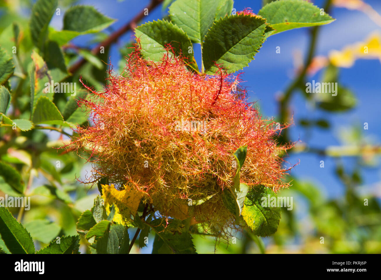 Rose bedeguar gall, caused by the gall wasp Diplolepis rosae, on leaf ...