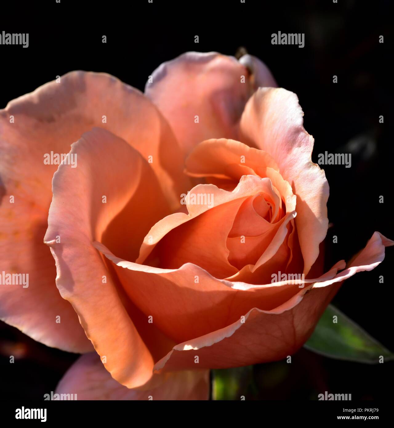 Rose rosa just joey hi-res stock photography and images - Alamy
