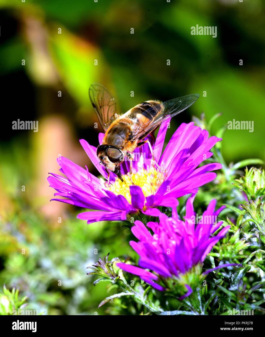 Diptera feeding on the daisy nectar Stock Photo - Alamy