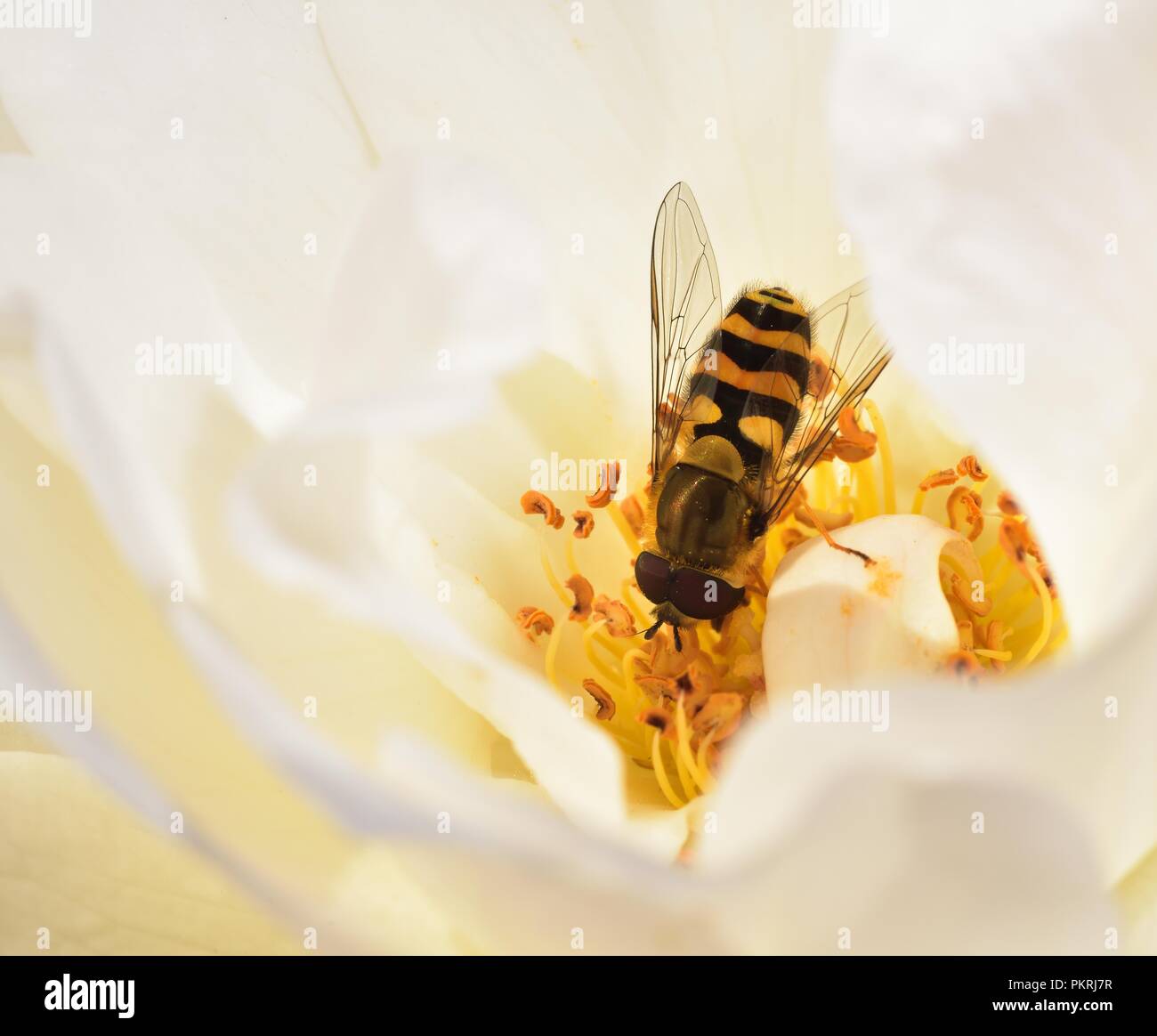 Diptera feeding on the rose nectar Stock Photo - Alamy