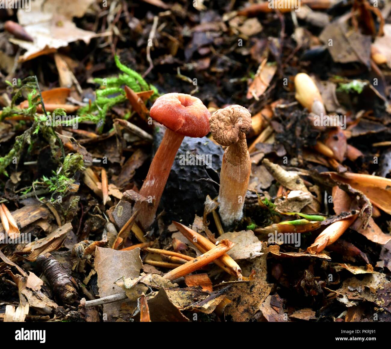 Eumycetes High Resolution Stock Photography and Images - Alamy