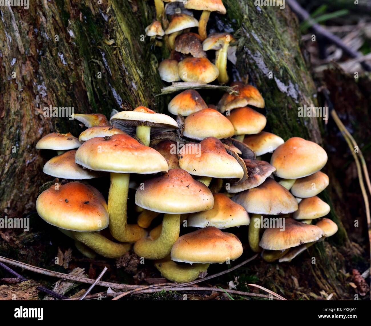 Eumycetes Stock Photos & Eumycetes Stock Images - Alamy