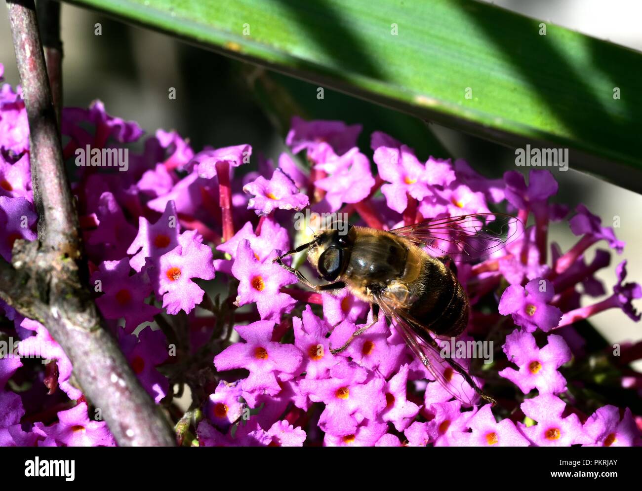 Diptera feeding on the daisy nectar Stock Photo - Alamy