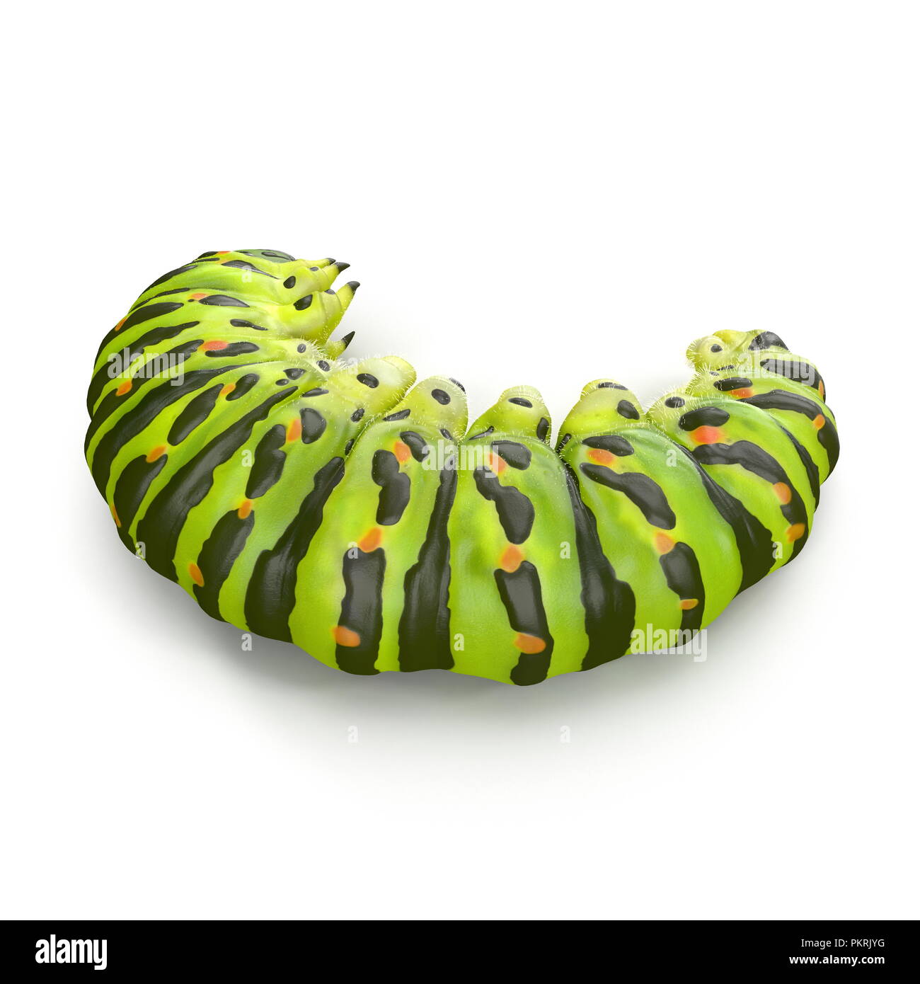 Underside of green caterpillar with prolegs and claspers on a white. 3D ...