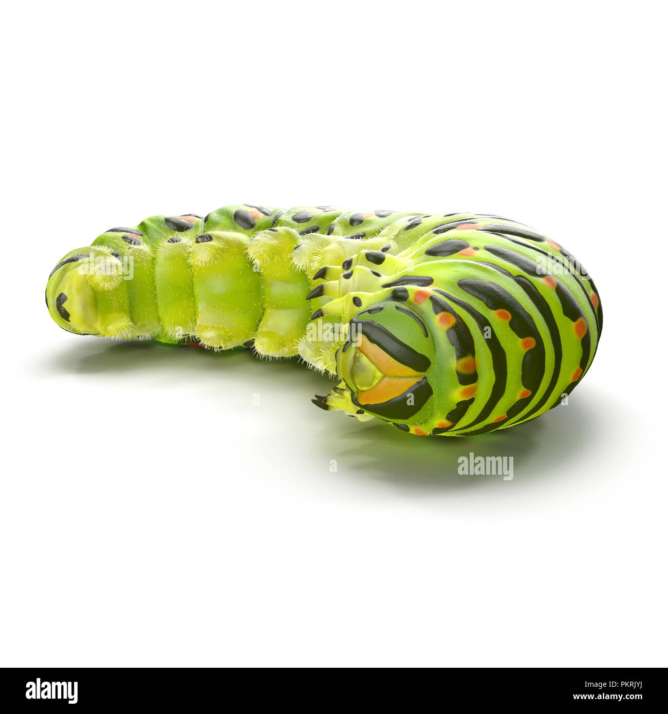Underside of green caterpillar with prolegs and claspers on a white. 3D ...