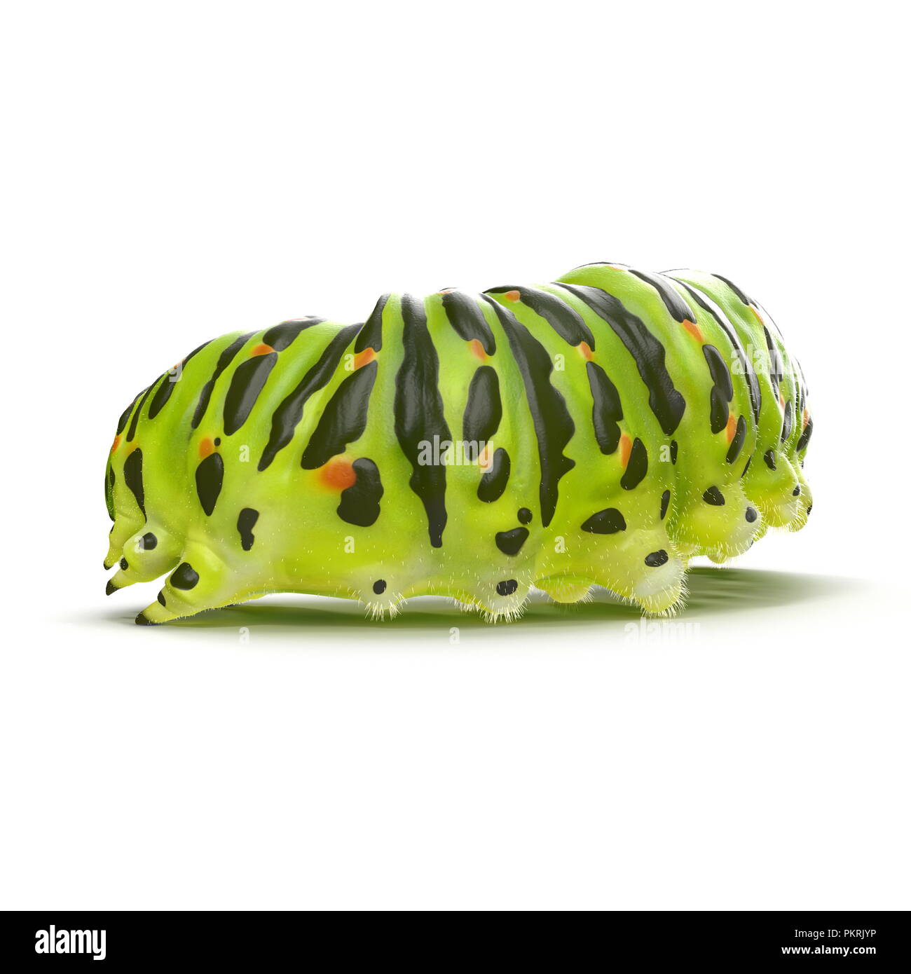 Underside of green caterpillar with prolegs and claspers on a white. 3D ...