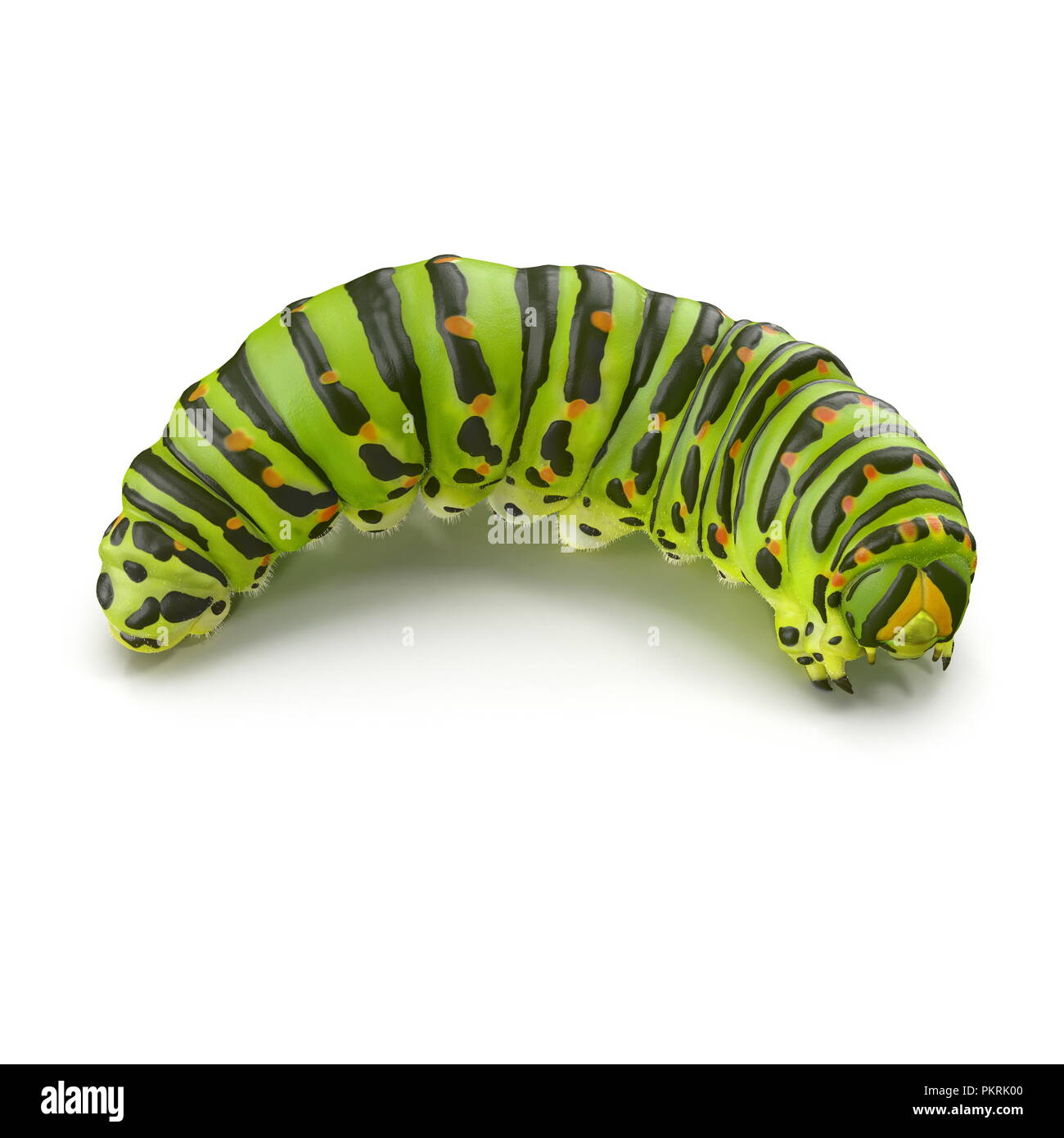 Underside of green caterpillar with prolegs and claspers on a white. 3D ...