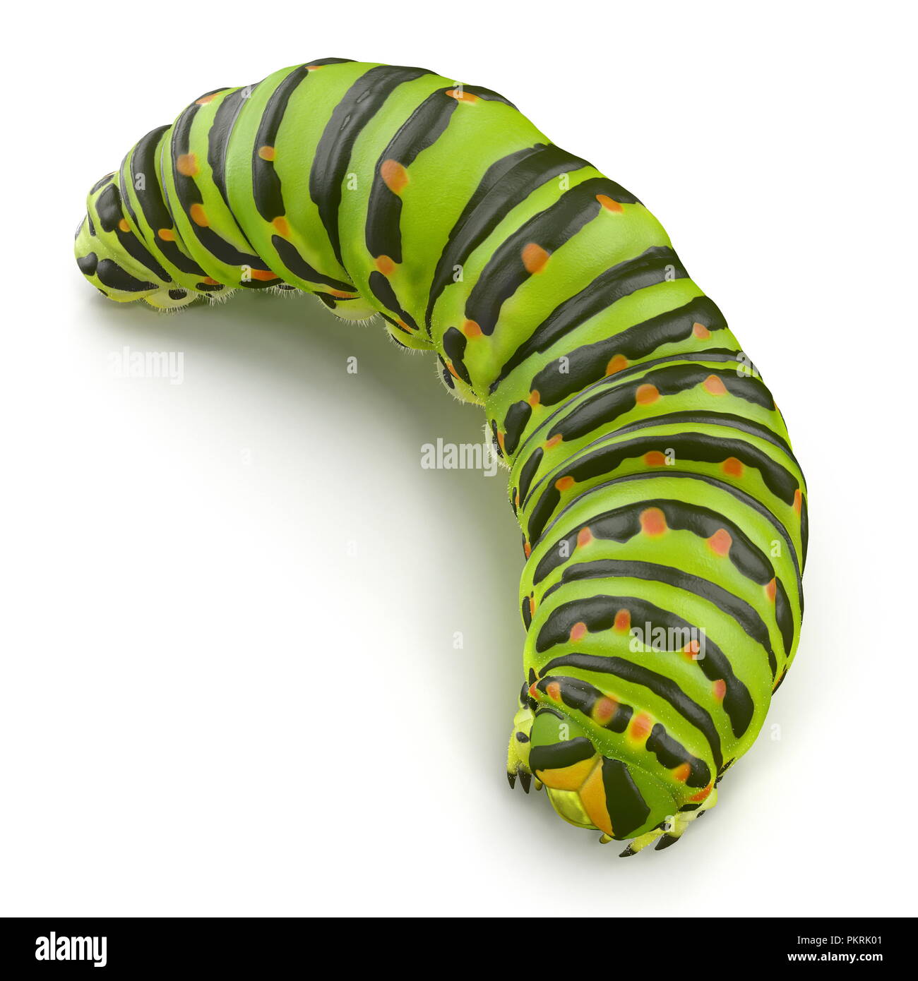 Monarch butterfly larvae caterpillar Cut Out Stock Images & Pictures ...