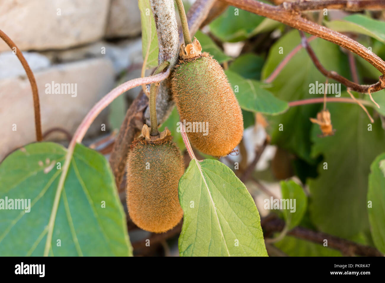 Kiwi fruits growing hi-res stock photography and images - Alamy