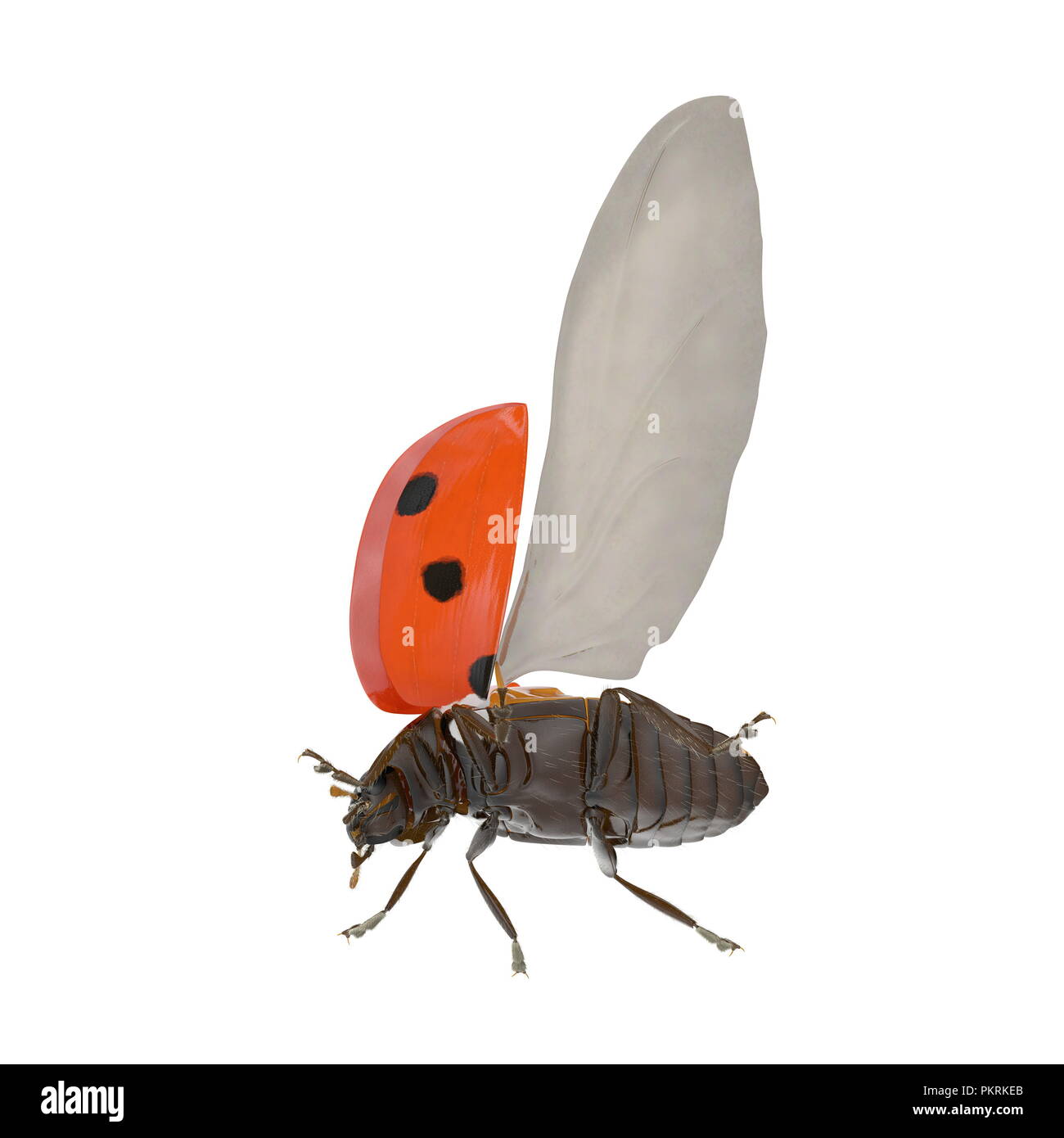 Ladybug flying on white. 3D illustration Stock Photo - Alamy