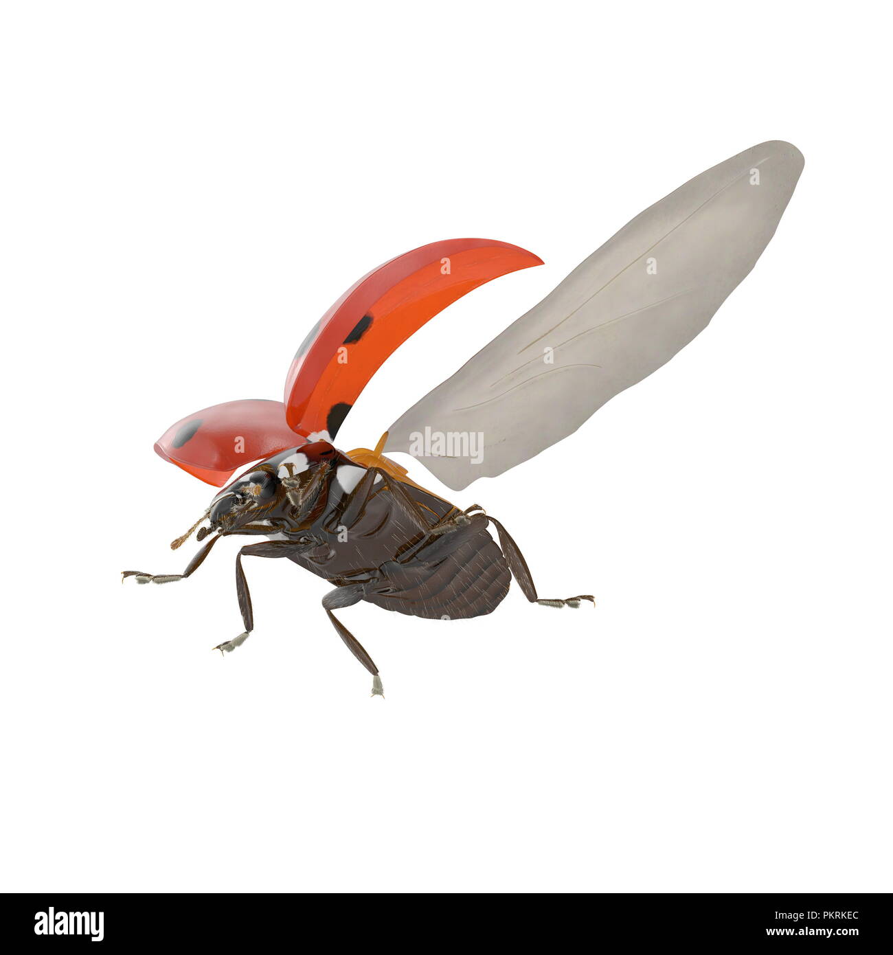 Lady bird beetle black background Cut Out Stock Images & Pictures - Alamy