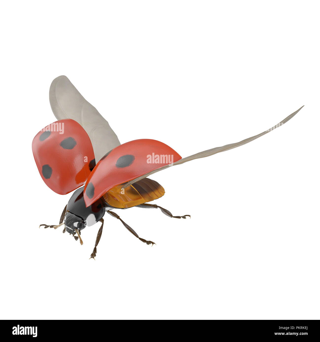 Real Ladybugs Flying