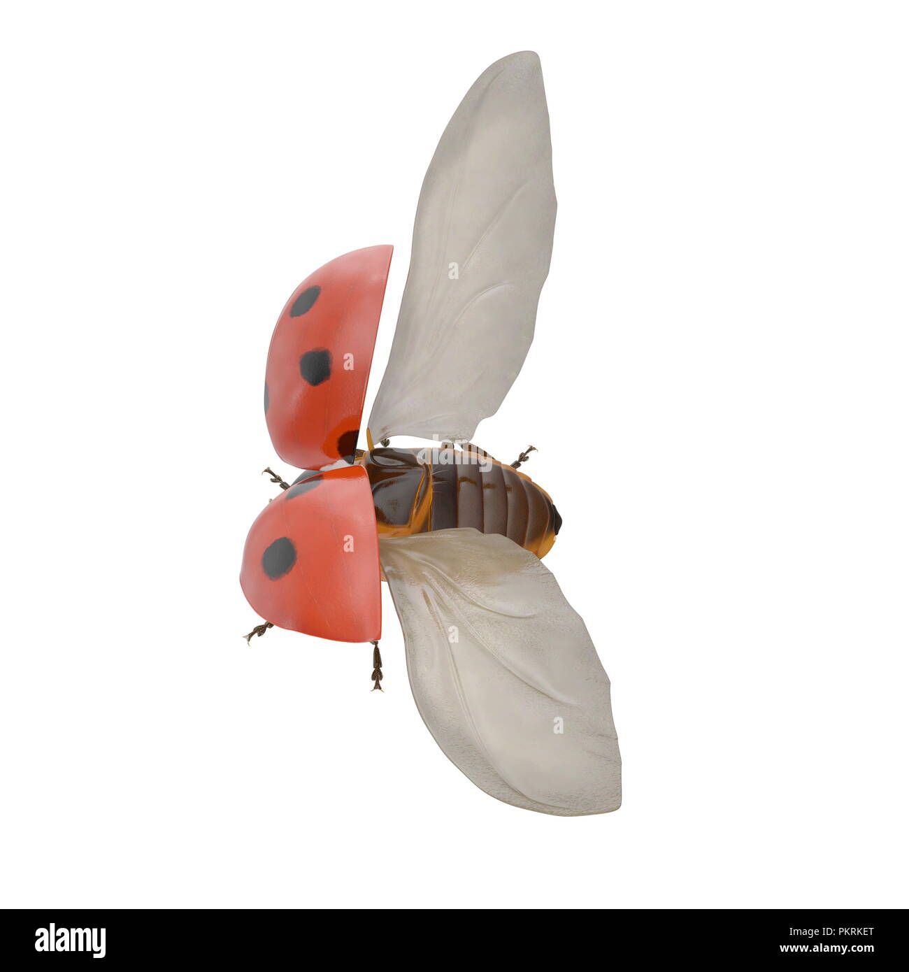 Ladybug flying on white. 3D illustration Stock Photo - Alamy