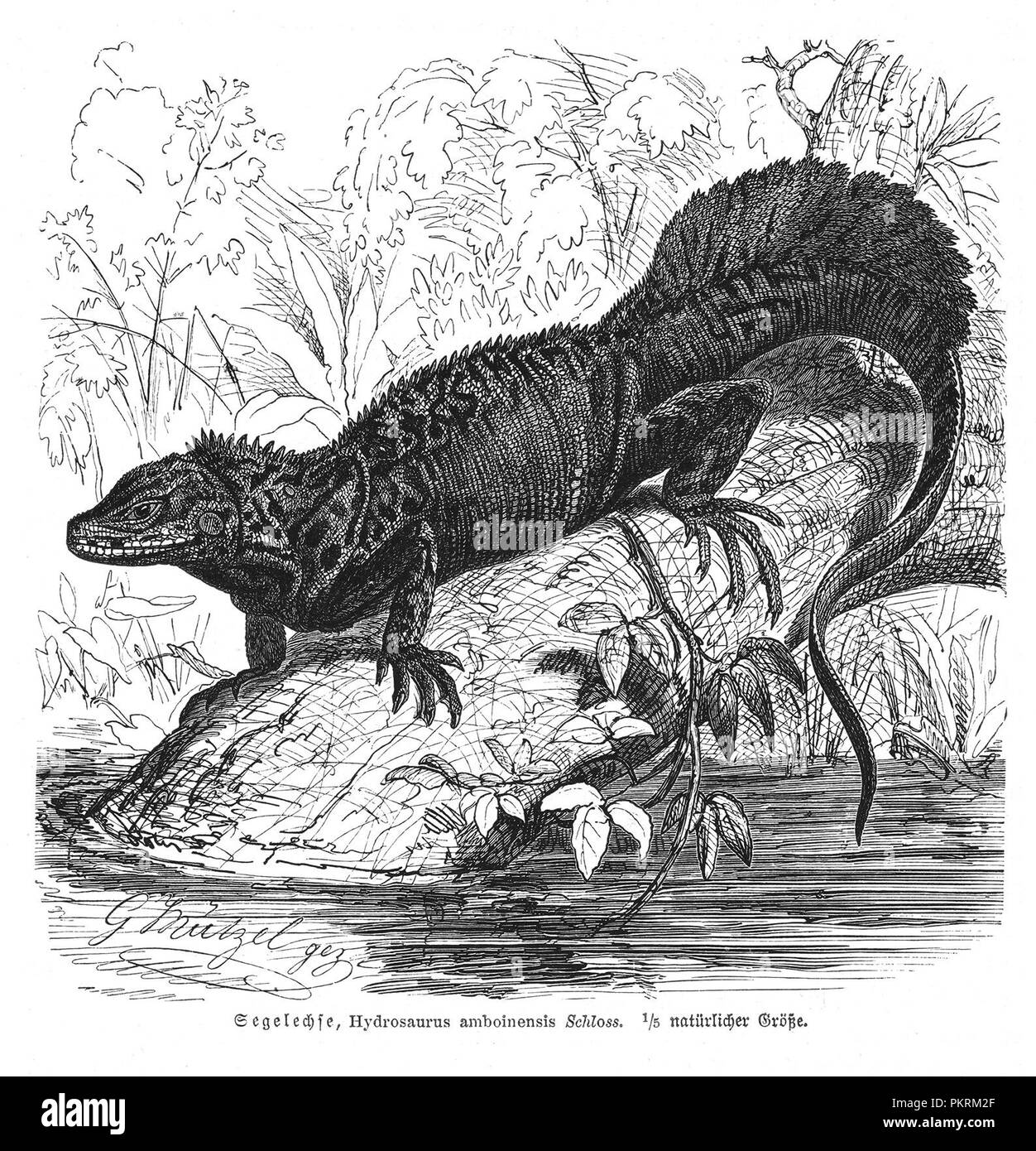 Book plate plates illustration illustrations Black and White Stock ...