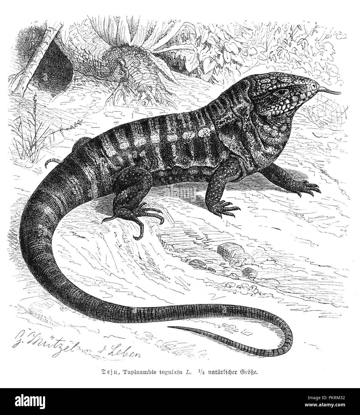 Book plate plates illustration illustrations Cut Out Stock Images ...