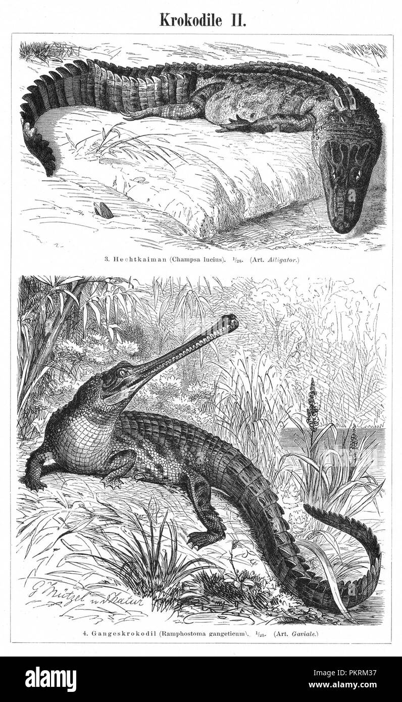 Book plate plates illustration illustrations Cut Out Stock Images ...