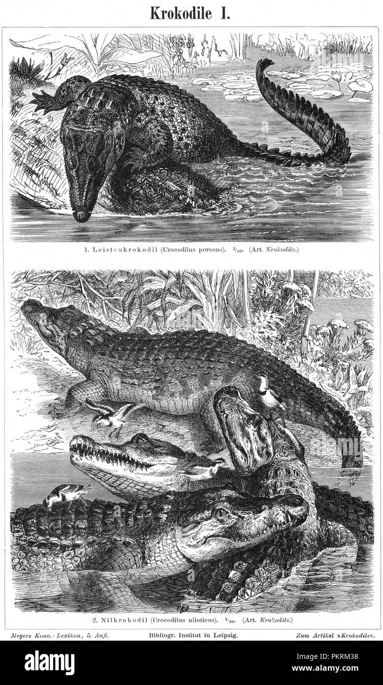Crocodile, Reptiles, Antique book illustrations, scanned Stock Photo ...