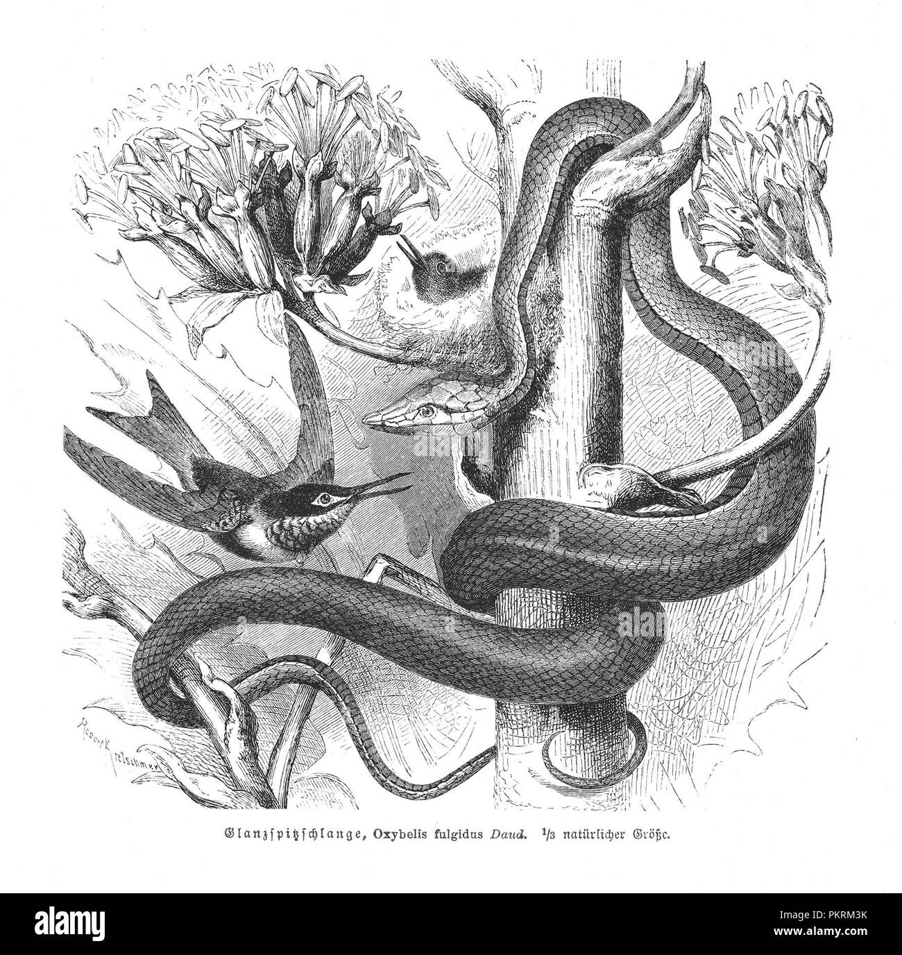 Snakes, Reptiles, Antique book illustrations, scanned Stock Photo - Alamy