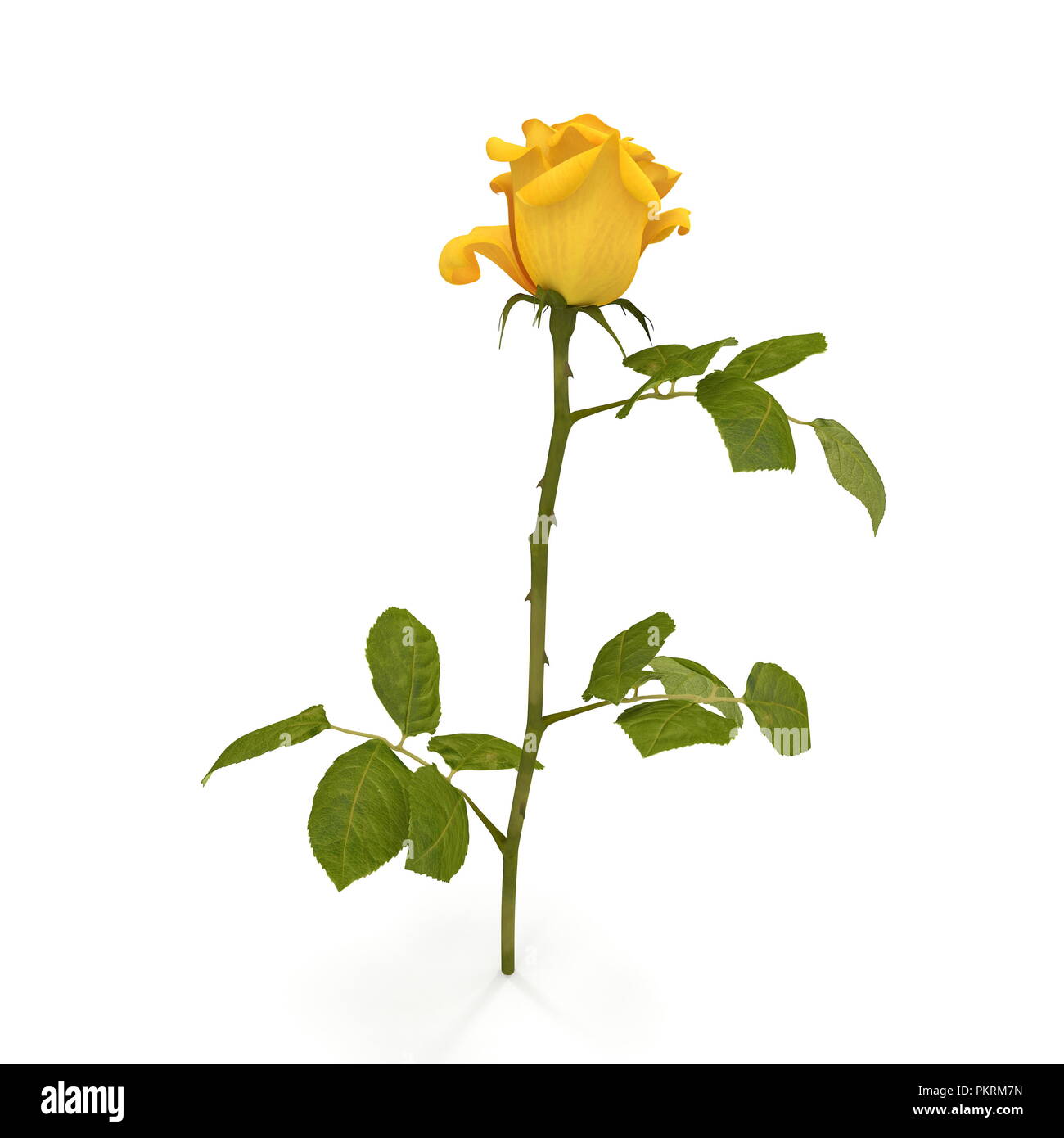 Rendering single yellow flower hi-res stock photography and images - Alamy