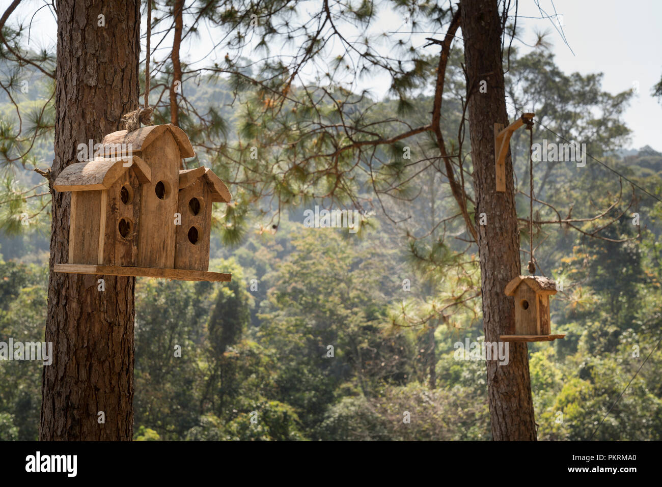 tree house for the birds in the forest Stock Photo - Alamy