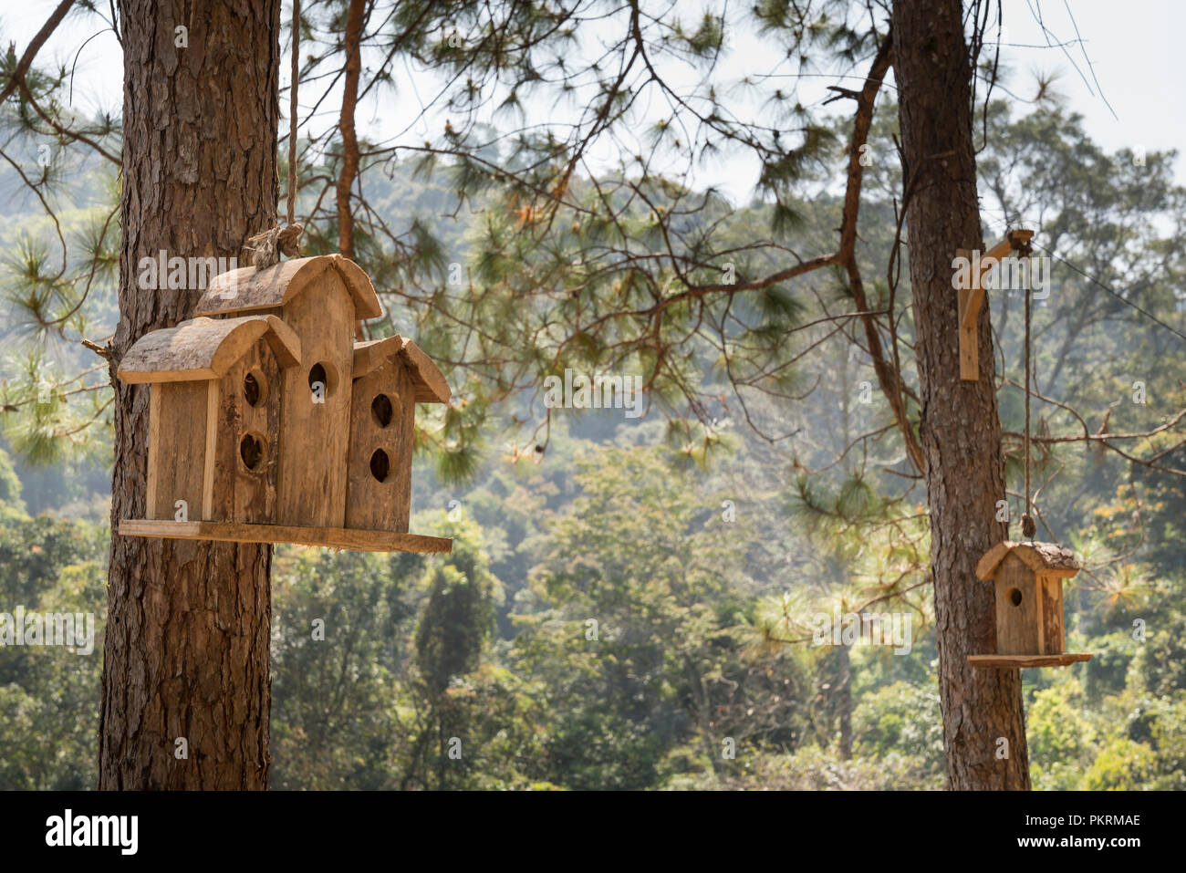 tree house for the birds in the forest Stock Photo - Alamy