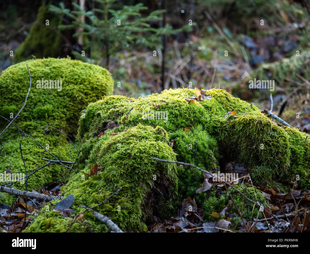 Green moss on an old tree stump in the forest Stock Photo - Alamy