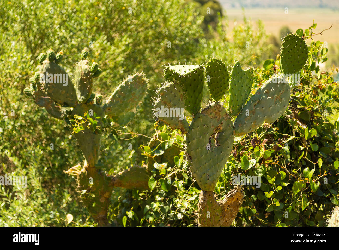 Prickly pears. Opuntia ficus-indica. also known as indian figs, opuntia ...