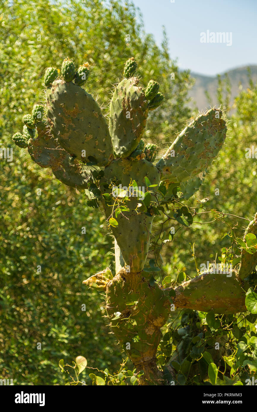 Prickly pears. Opuntia ficus-indica. also known as indian figs, opuntia ...