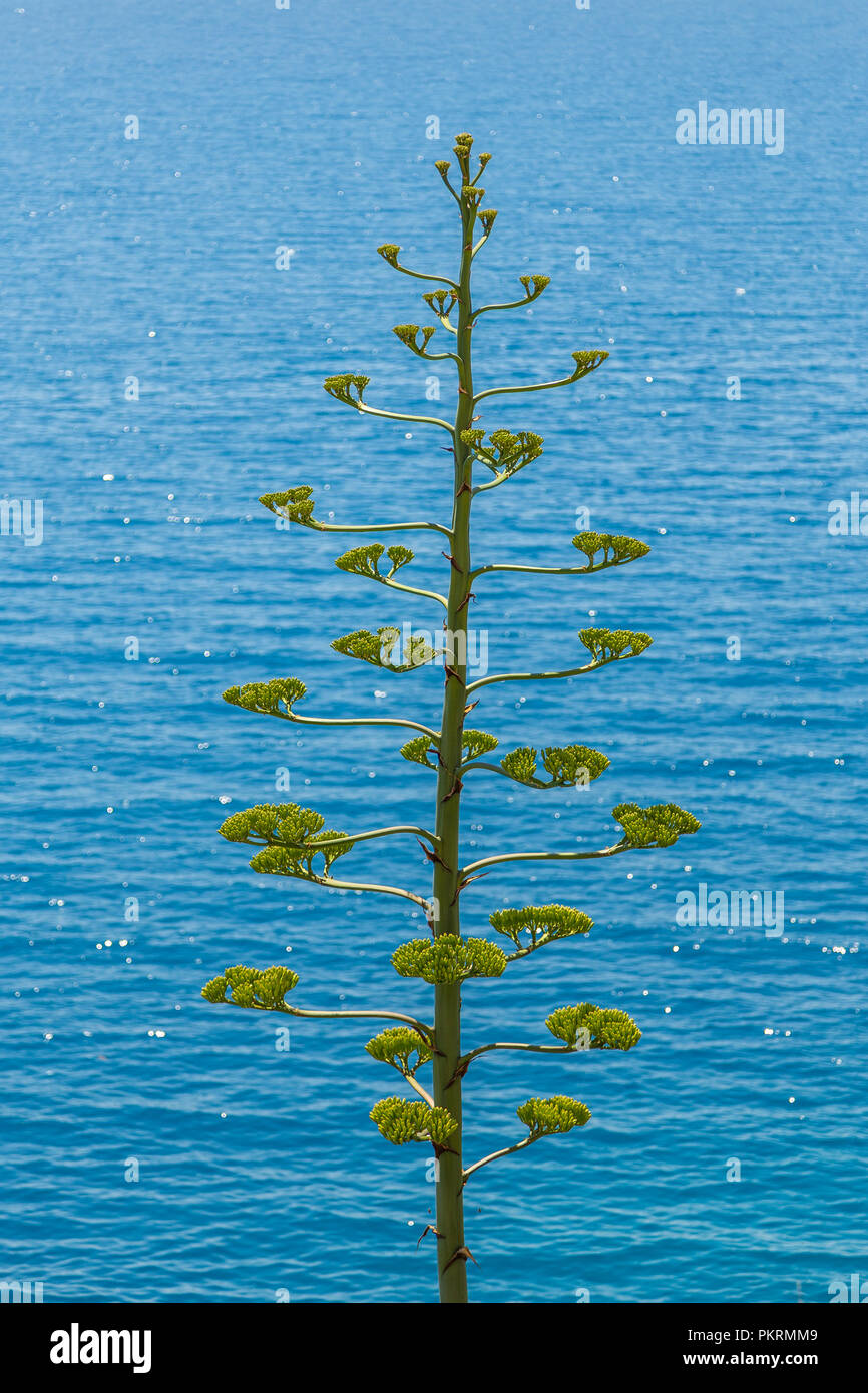 Terminal spine hi-res stock photography and images - Alamy