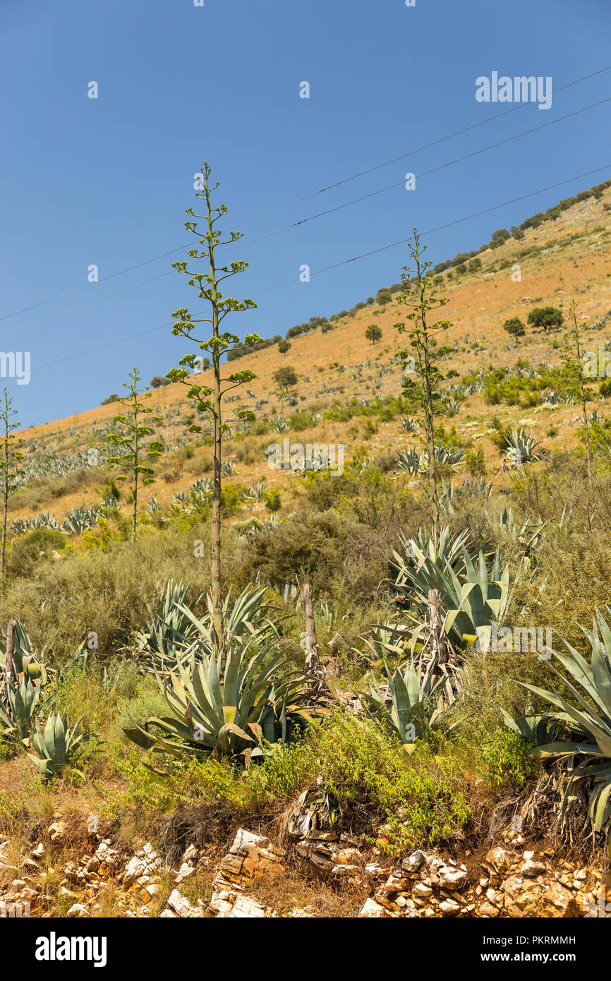 The flower spike of Agave. Agaves are succulents with a large rosette ...