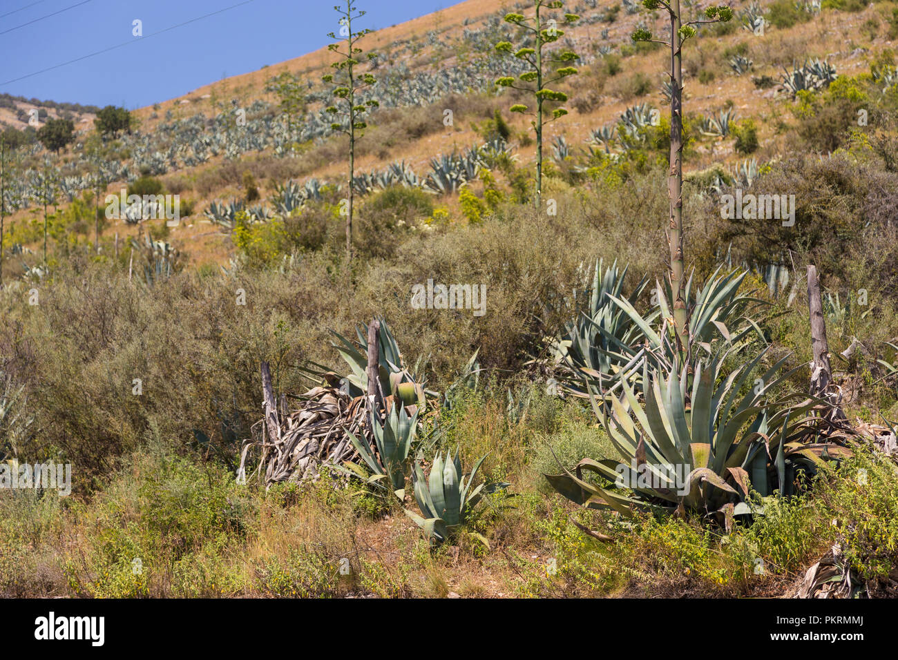 The flower spike of Agave. Agaves are succulents with a large rosette ...