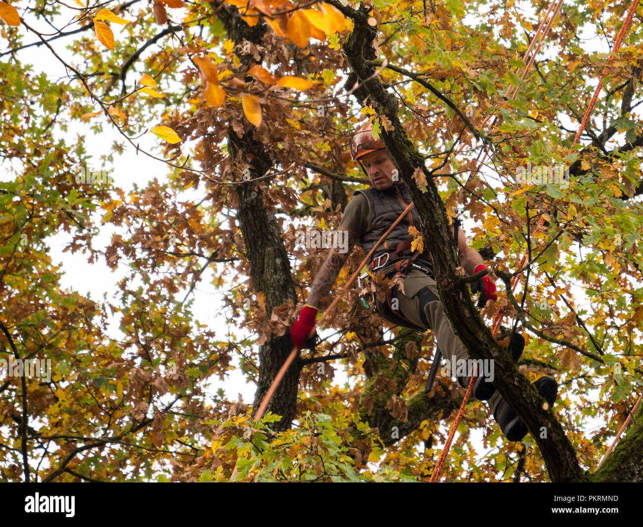 MUNICH, GERMANY - OCTOBER 21, 2017: A tree climber secured with a rope ...