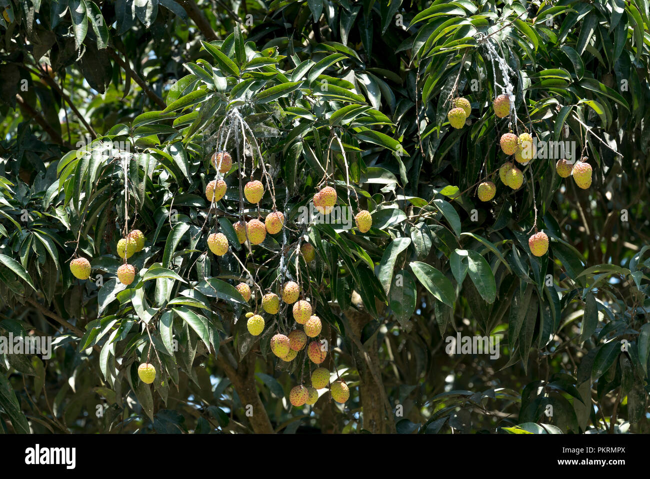 Lychee tree hi-res stock photography and images - Alamy