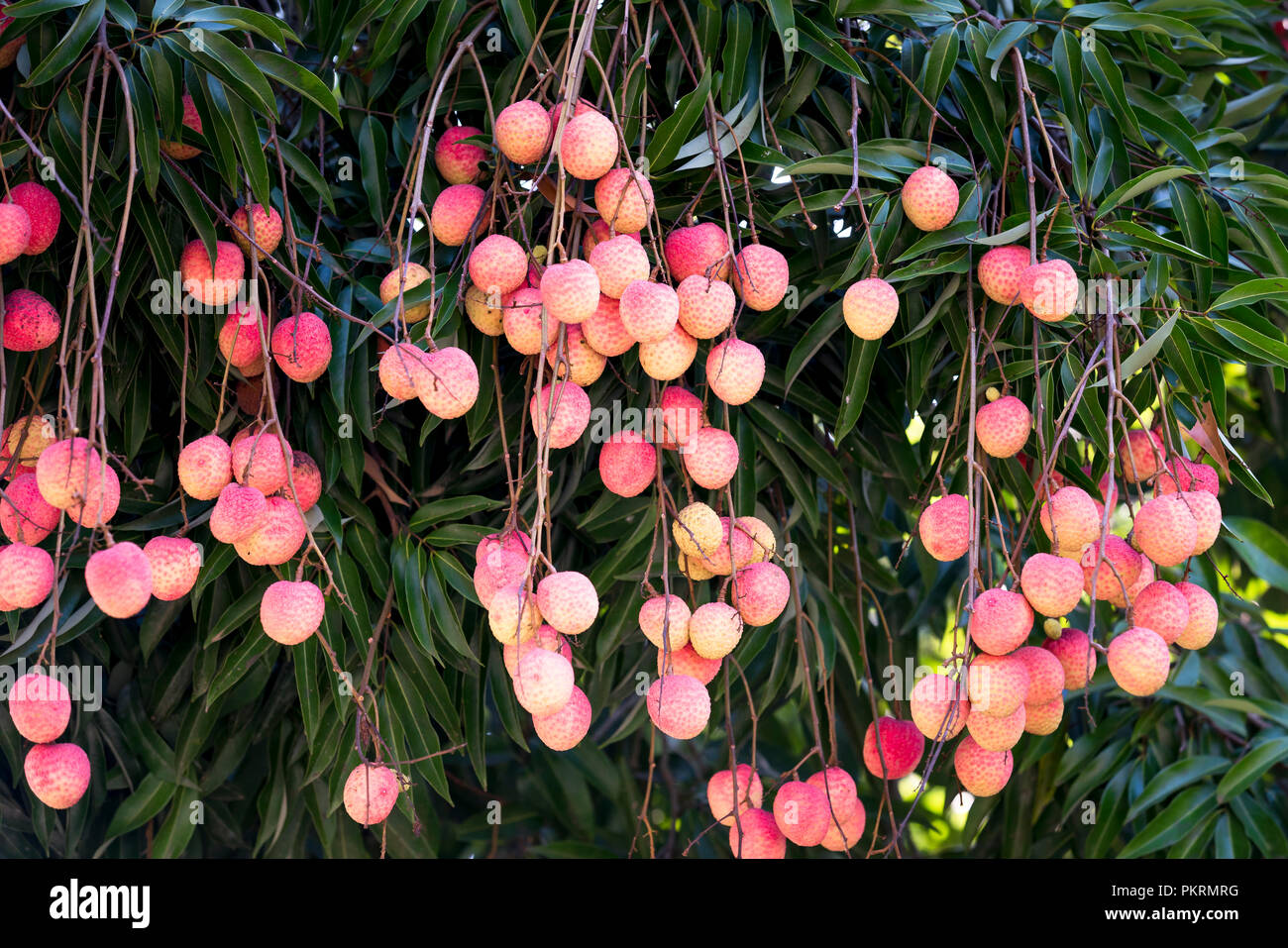Lichi tree hi-res stock photography and images - Alamy