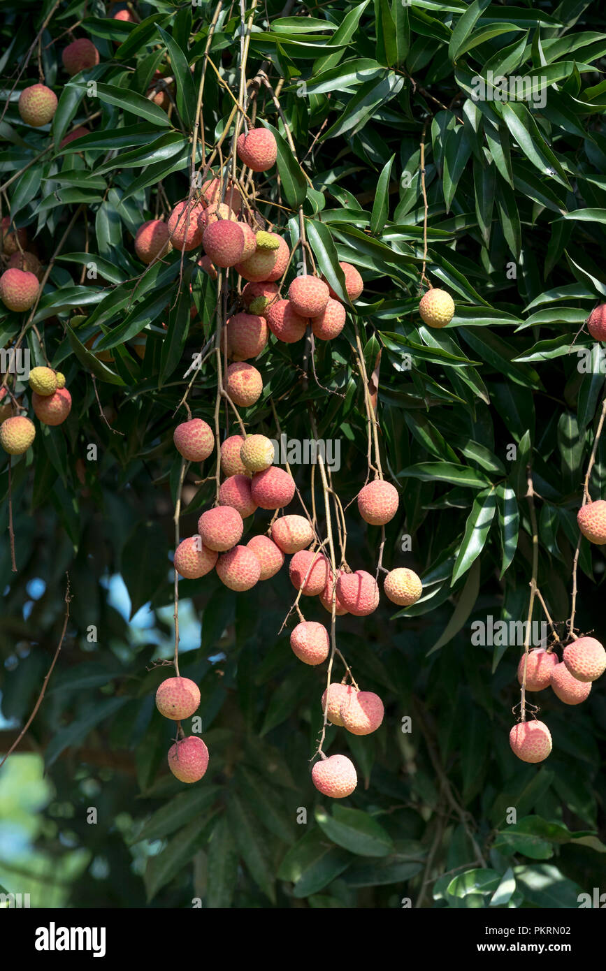 Fresh lychee fruits on tree the plantation Stock Photo - Alamy