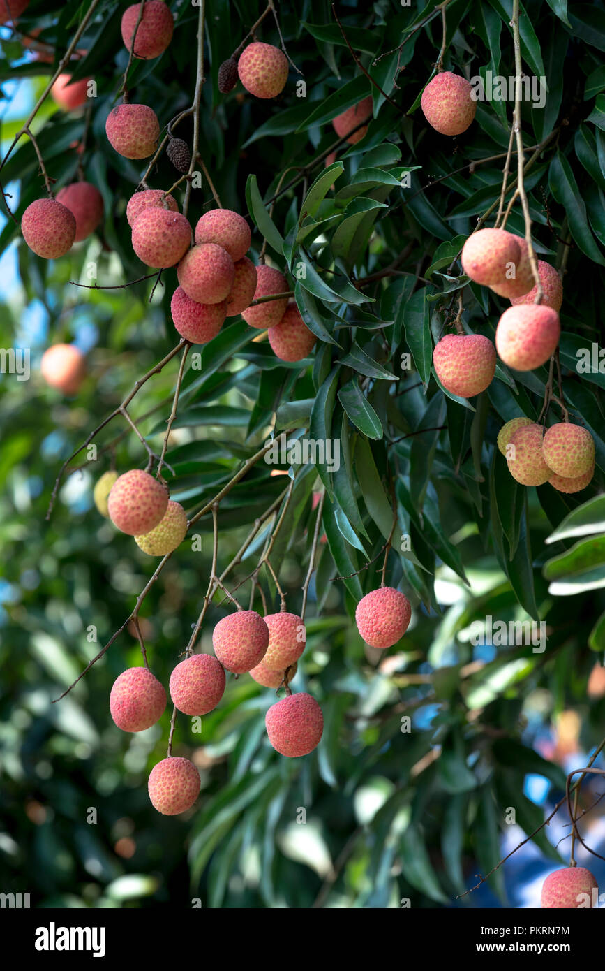 Litchi plantation hi-res stock photography and images - Alamy