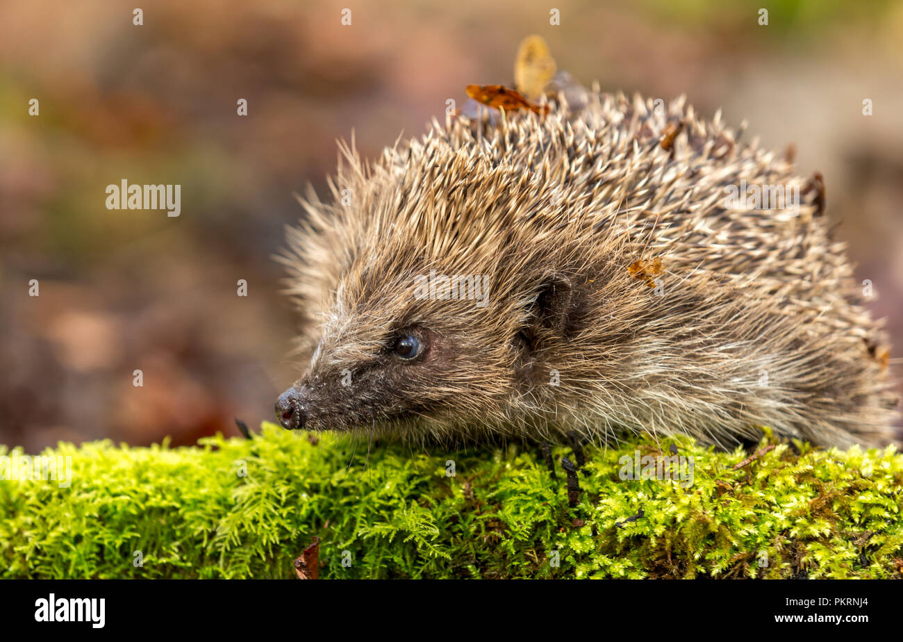 European Hedgehog Erinaceus Europaeus Foraging High Resolution Stock ...
