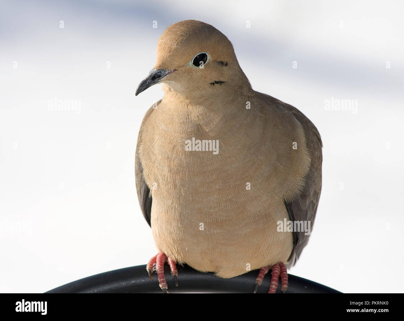 Dove beak hi-res stock photography and images - Alamy