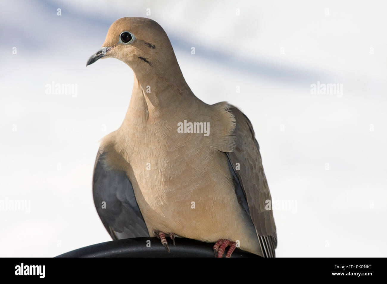 American mourning dove hi-res stock photography and images - Alamy