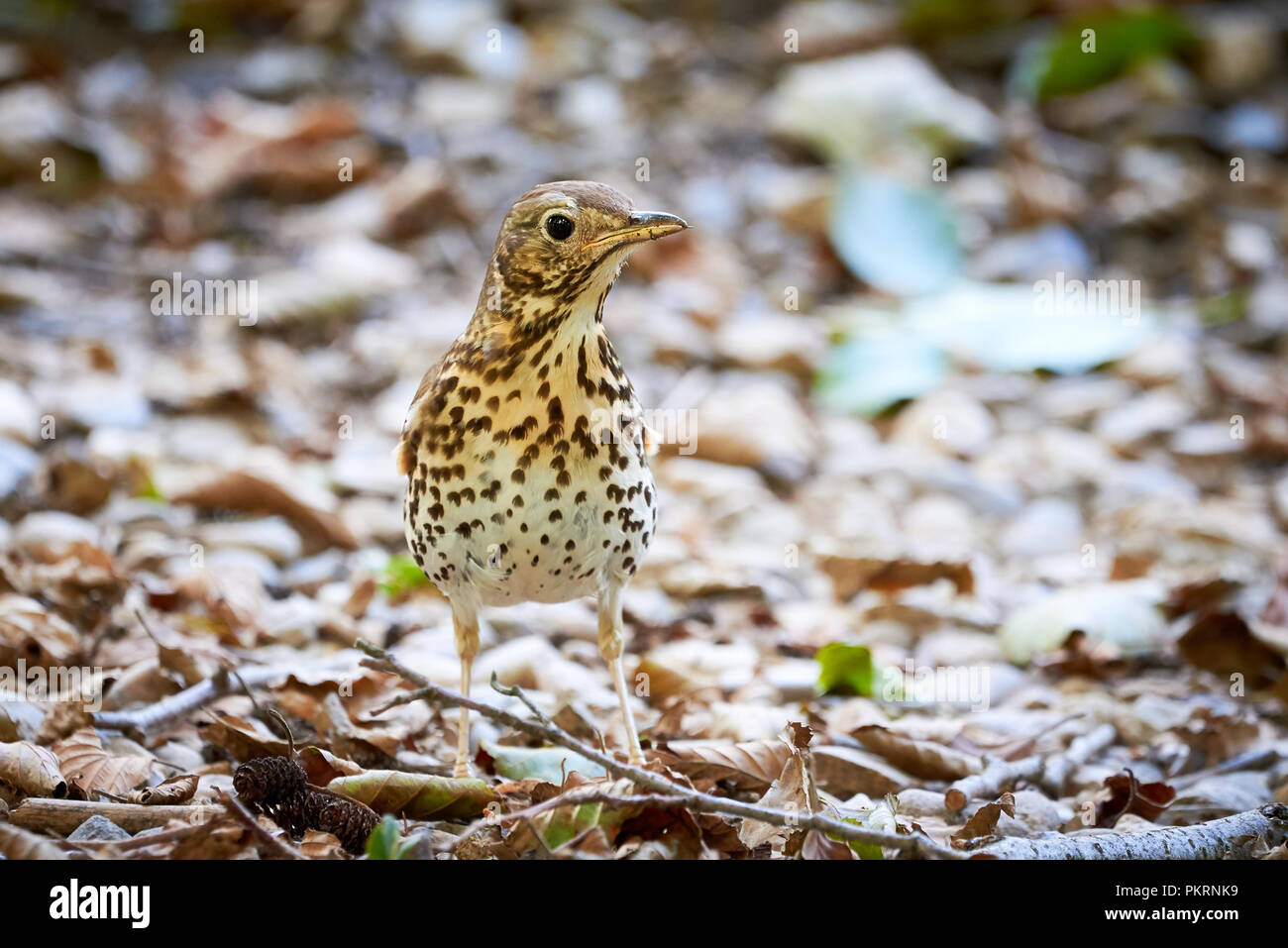 Song thrush habitat hi-res stock photography and images - Alamy