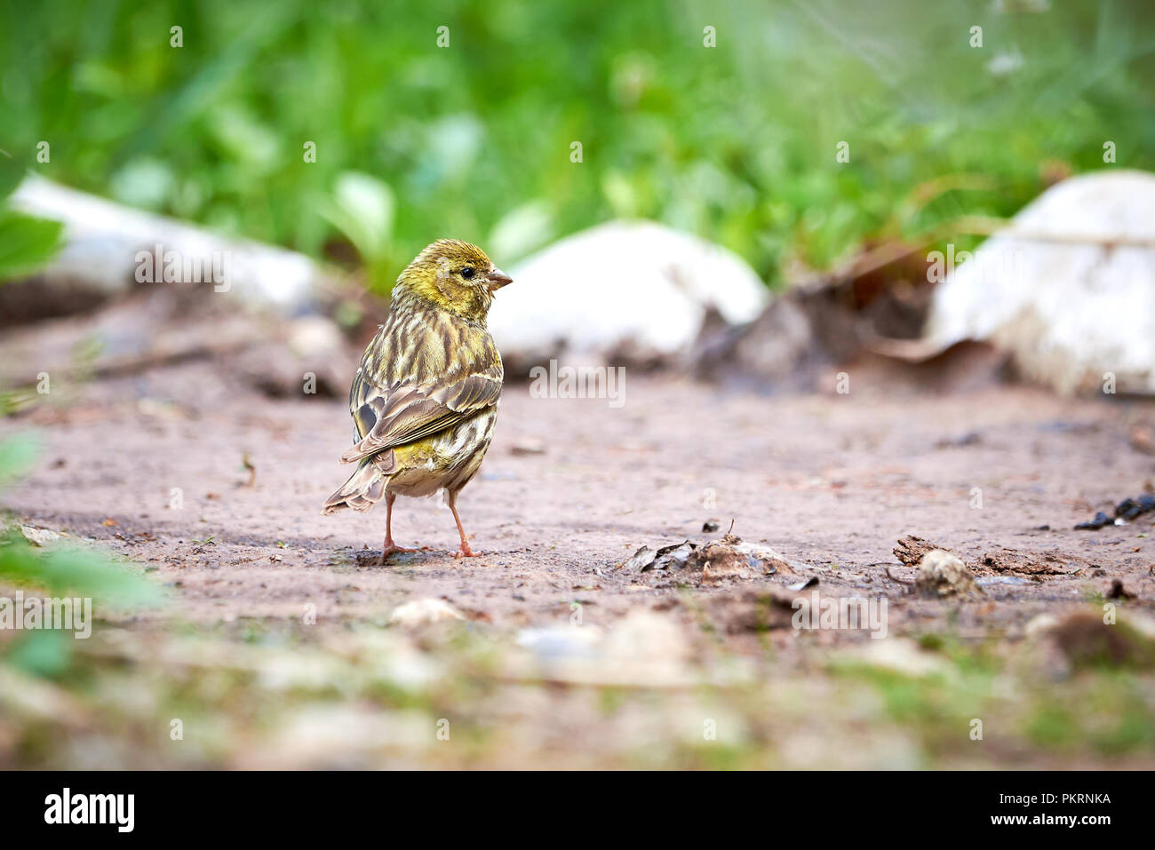 Serin garden hi-res stock photography and images - Alamy