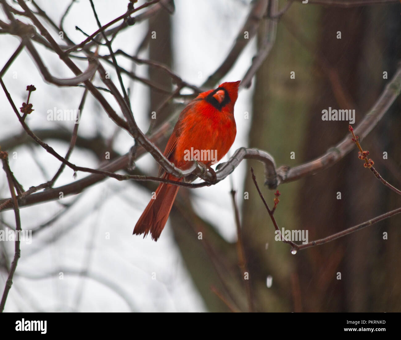 Red Cardinal bird perched on branches in trees. Closeup images Stock ...