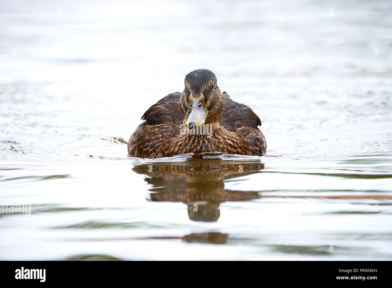 Wild female duck (mallard) swimming in the lake Stock Photo - Alamy