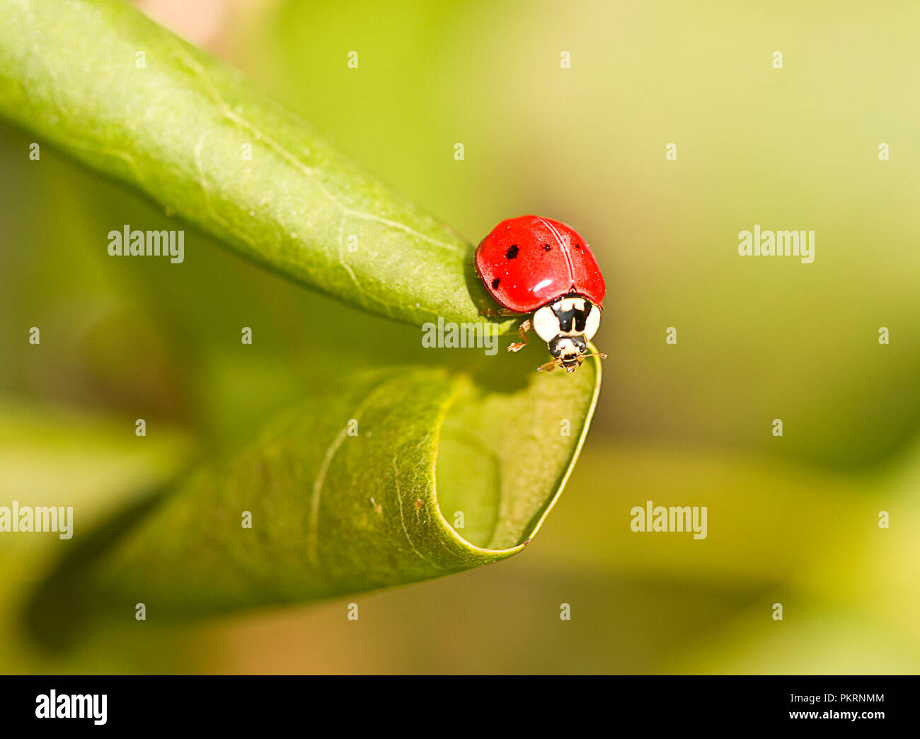 Closeup of red ladybug walking on leaves Stock Photo - Alamy