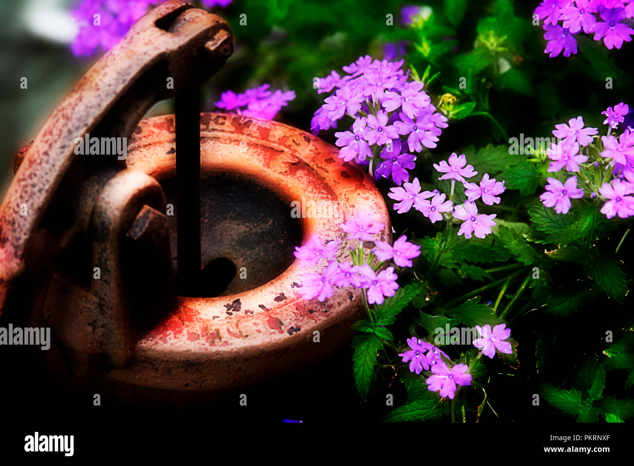 Rustic water pump outdoors surround by purple flowers Stock Photo - Alamy
