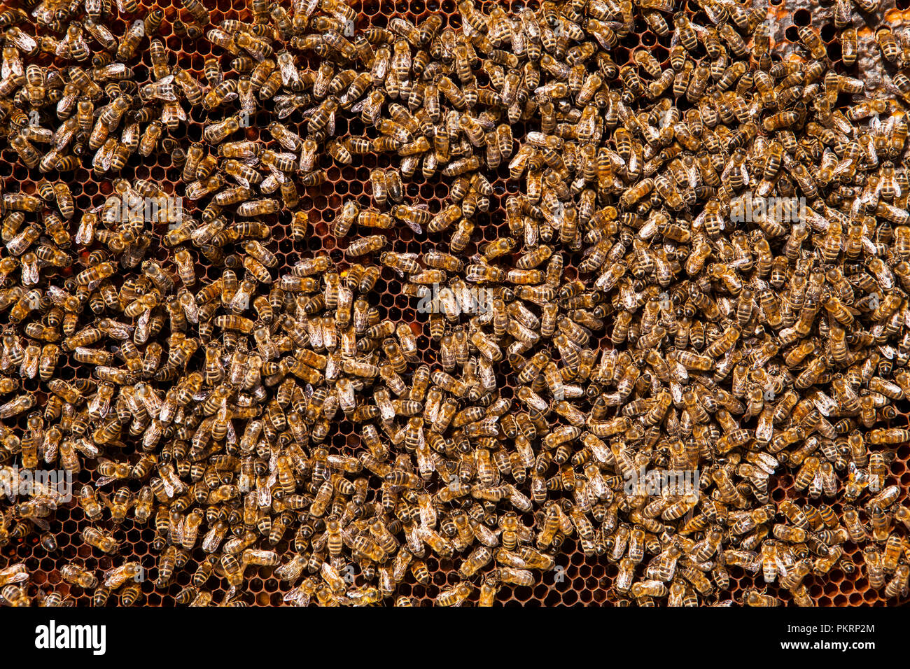 Working bees on honeycomb. Beekeeping concept. Healthy food Stock Photo ...