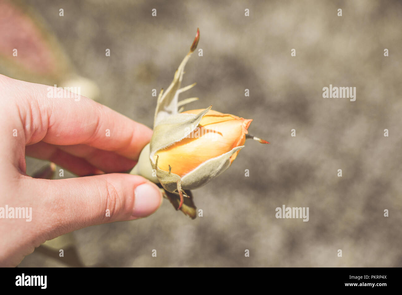 Blooming beautiful colorful rose bud in garden nature background Stock ...