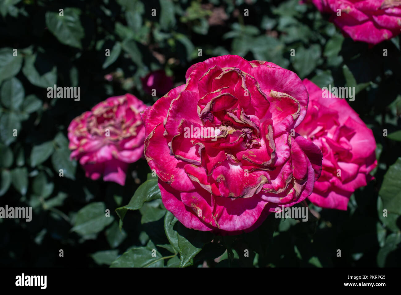 Blooming beautiful colorful roses in the garden background Stock Photo ...