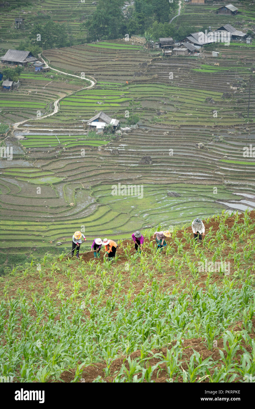 H'mong ethnic minority farmers work in working on corn fields, in Sa Pa ...