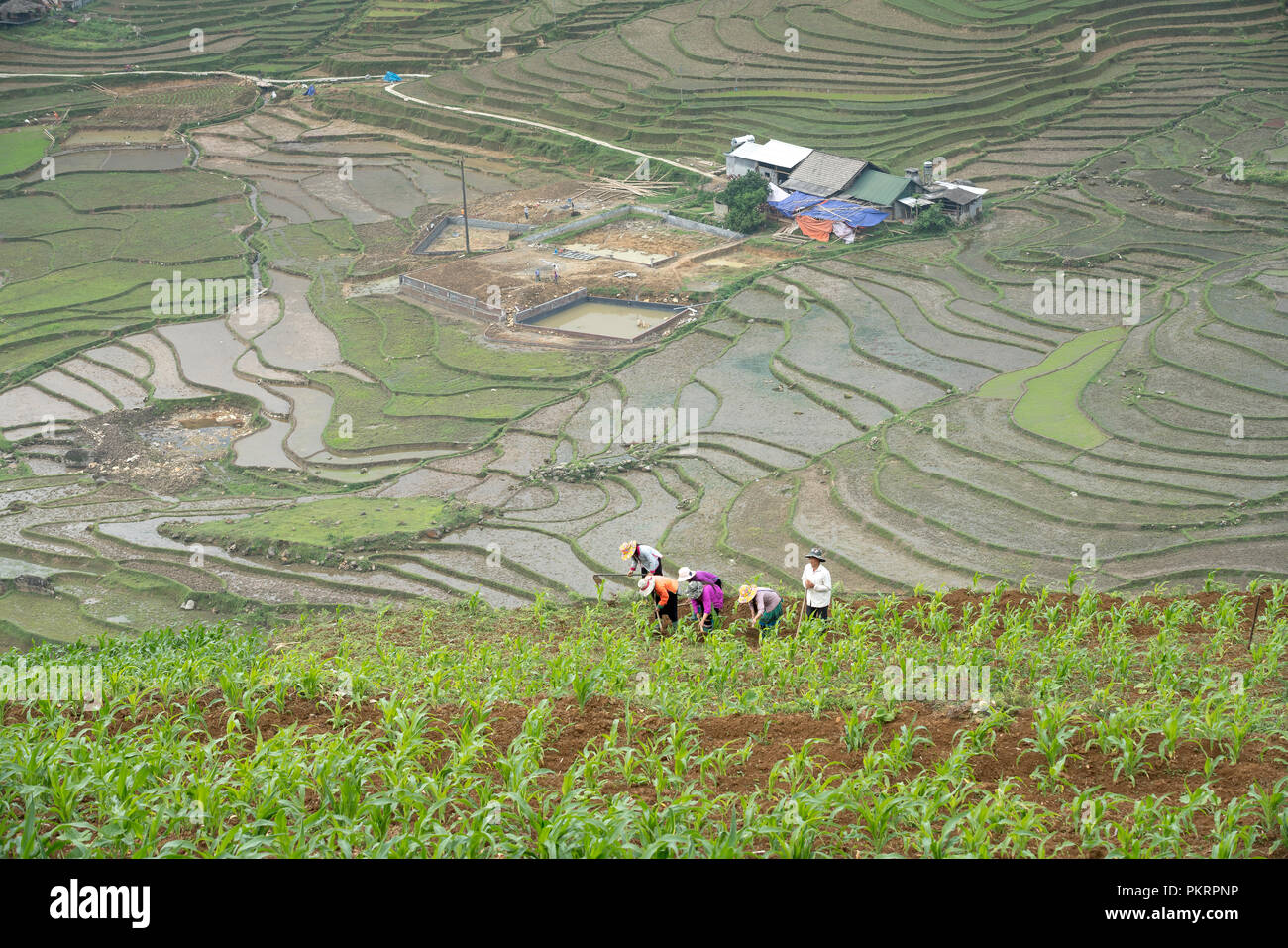 H'mong ethnic minority farmers work in working on corn fields, in Sa Pa ...